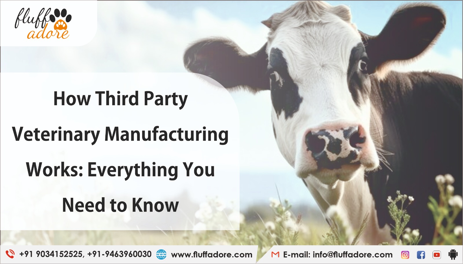 How Third Party Veterinary Manufacturing Works: Everything You Need to ...